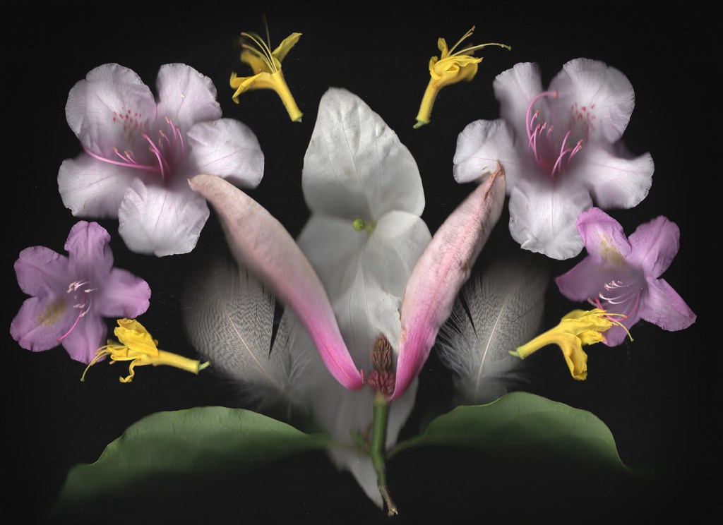 Nature Art by Grace Duda