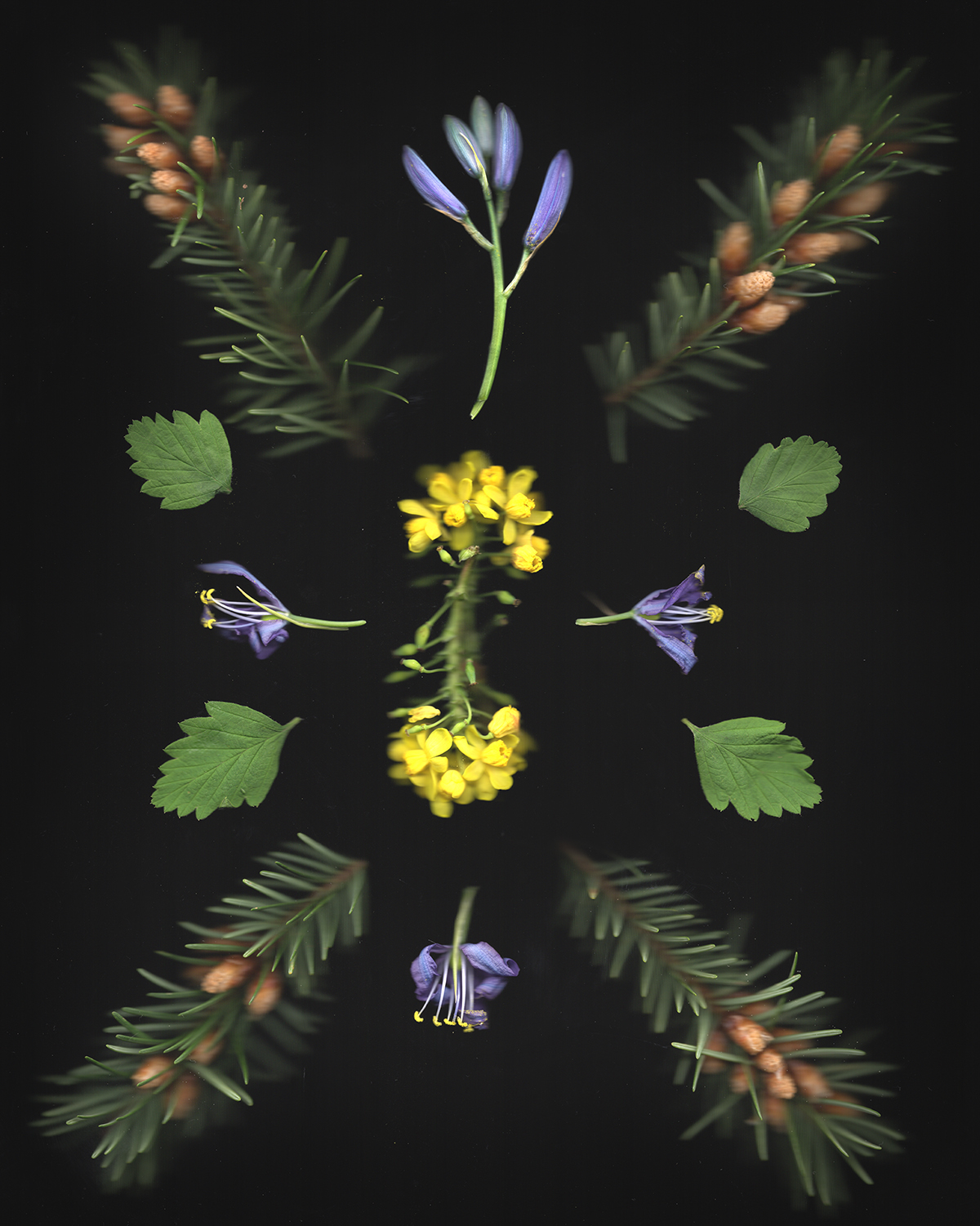 Rainier Spring 2024 web